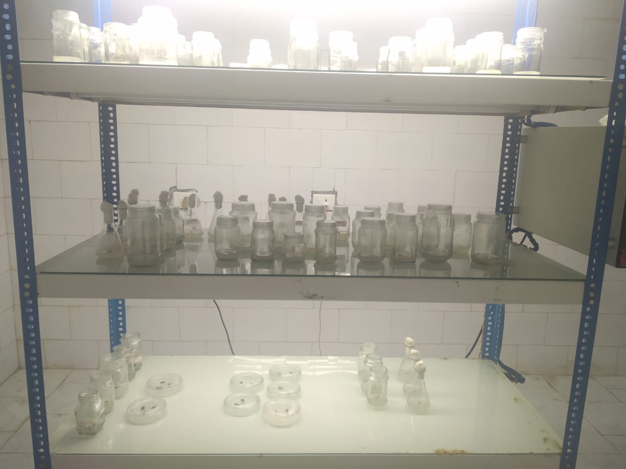 Bishop Moore || Tissue Culture Lab